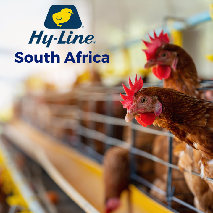 Hy-Line South Africa