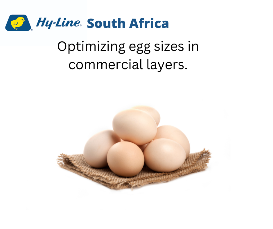 Hy-Line South Africa